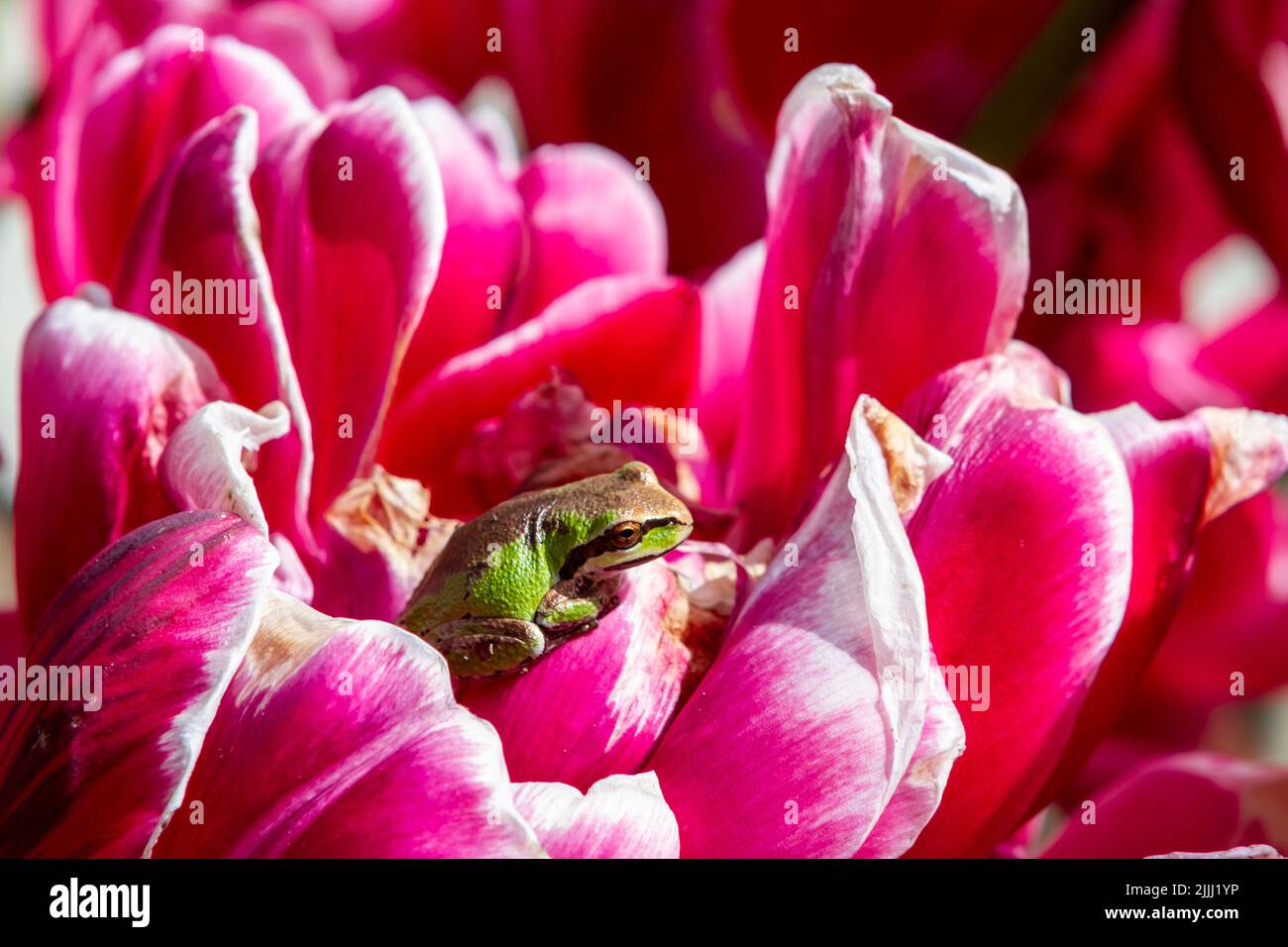 Washington state amphibian hi-res stock photography and images - Alamy