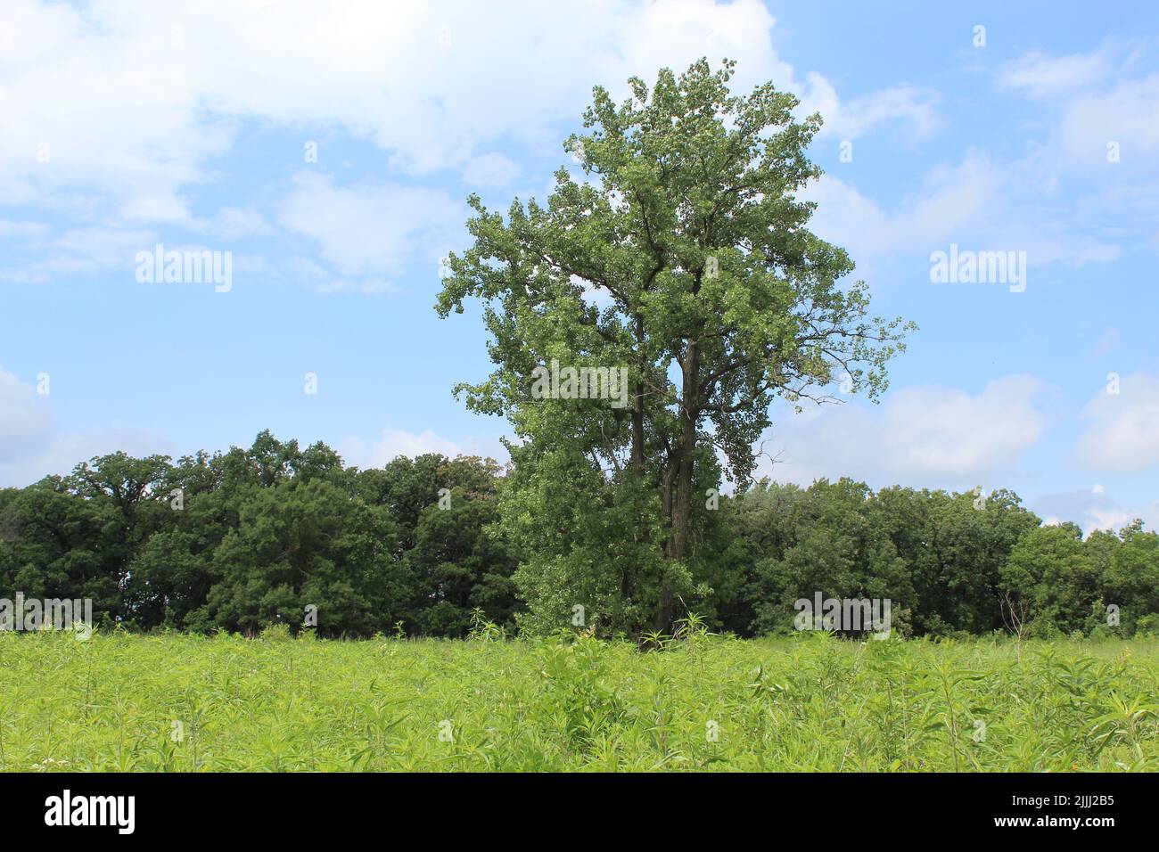 Somme praire grove hi-res stock photography and images - Alamy