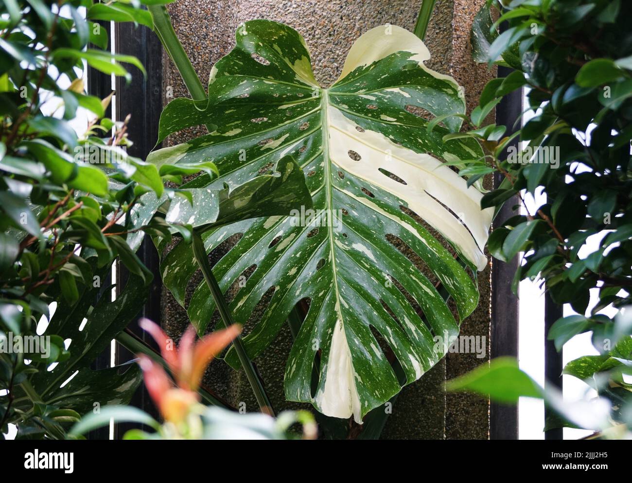Close up of a big leaf of a variegated Monstera Deliciosa 'Swiss Cheese ...