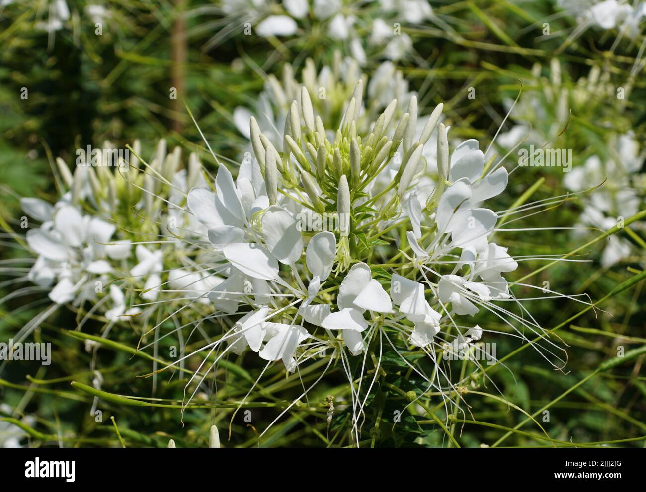 White color of Spider-Flower 'Sparkler White' at full bloom in the ...