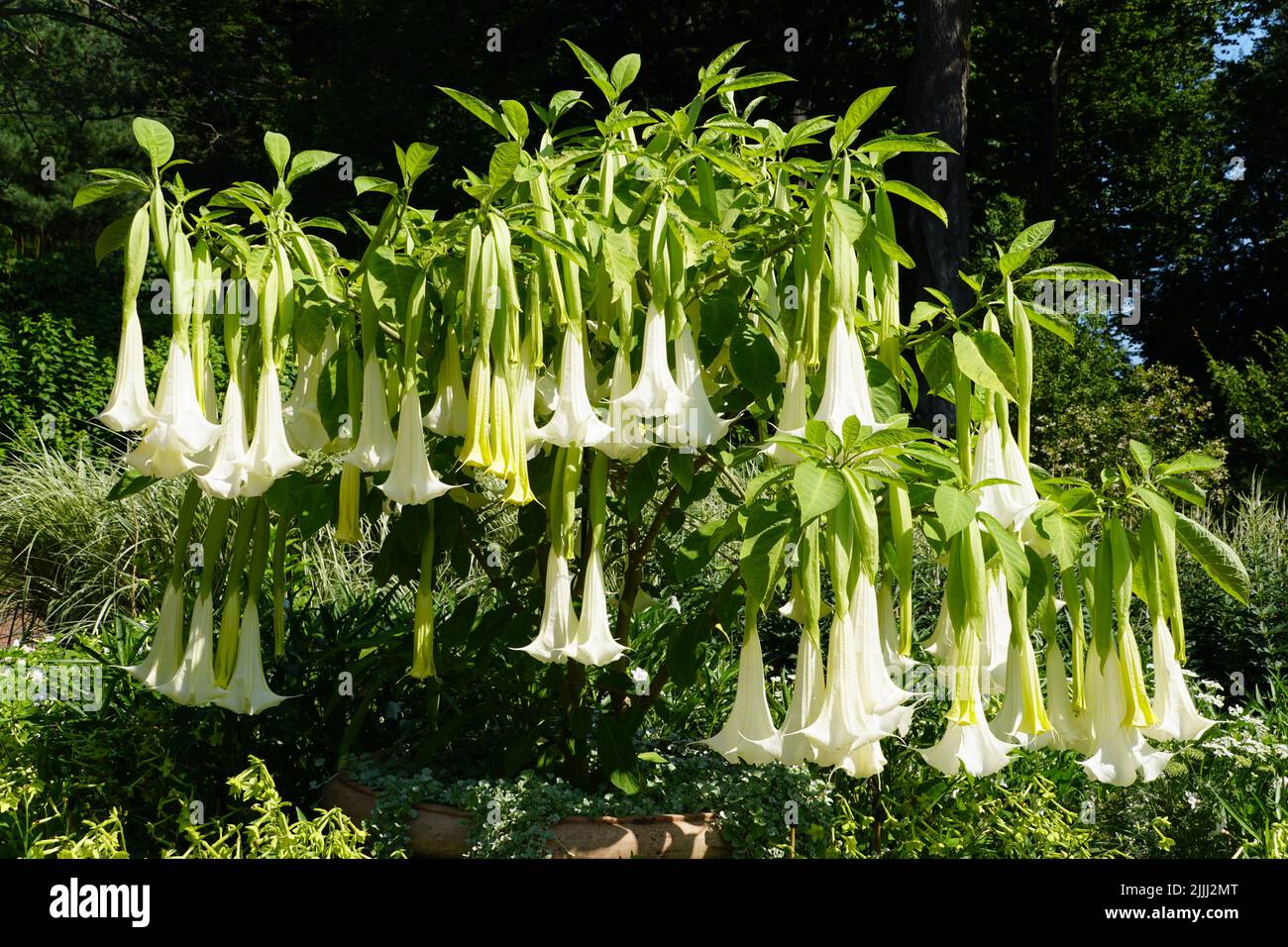 Beautiful long flowers of the white Angels Trumpet Brugmansia Cypress ...