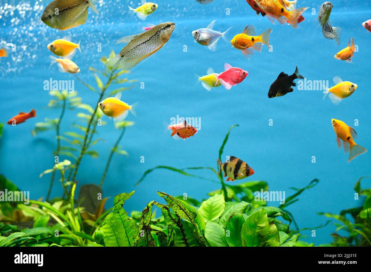 Colorful exotic fish swimming in deep blue water aquarium with green ...