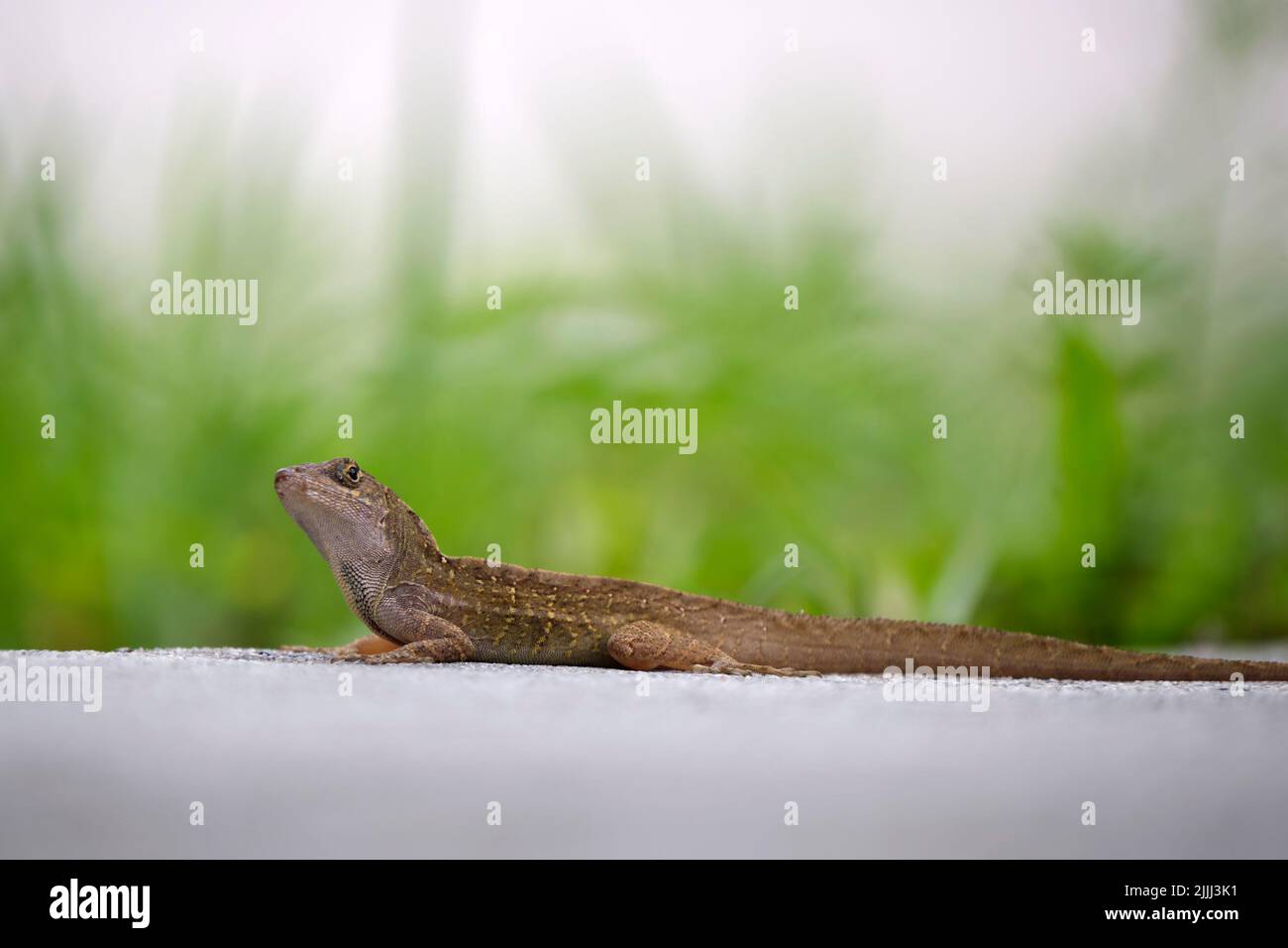 Macro closeup of blown alone lizard warming on summer sun. Anolis ...