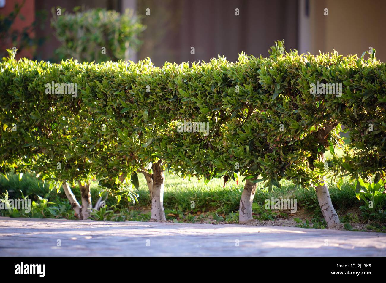 Neatly trimmed low trees growing along path in the park in summer ...