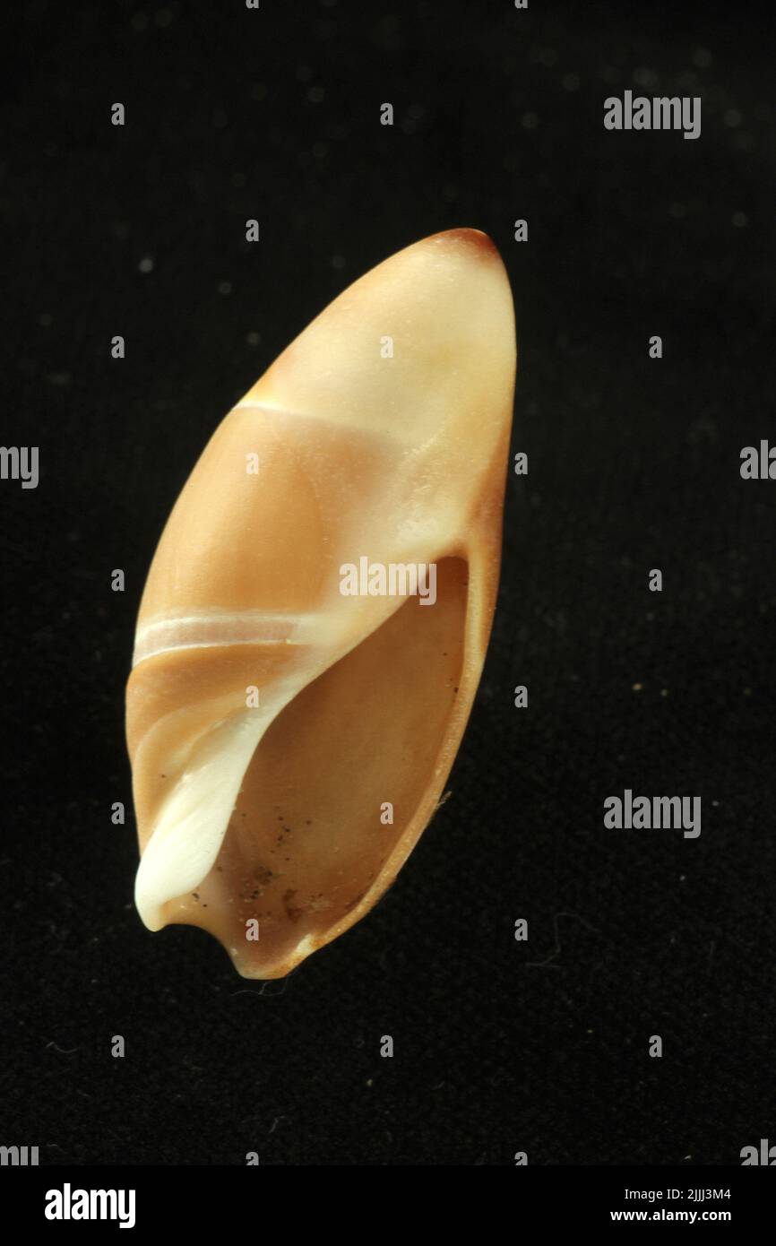 Southern olove shell (Amalda australis Stock Photo - Alamy