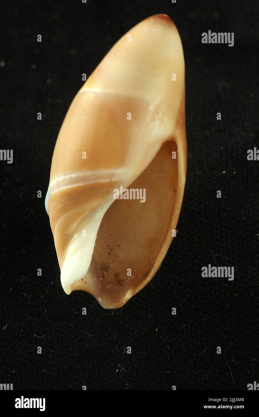 Amalda australis hi-res stock photography and images - Alamy