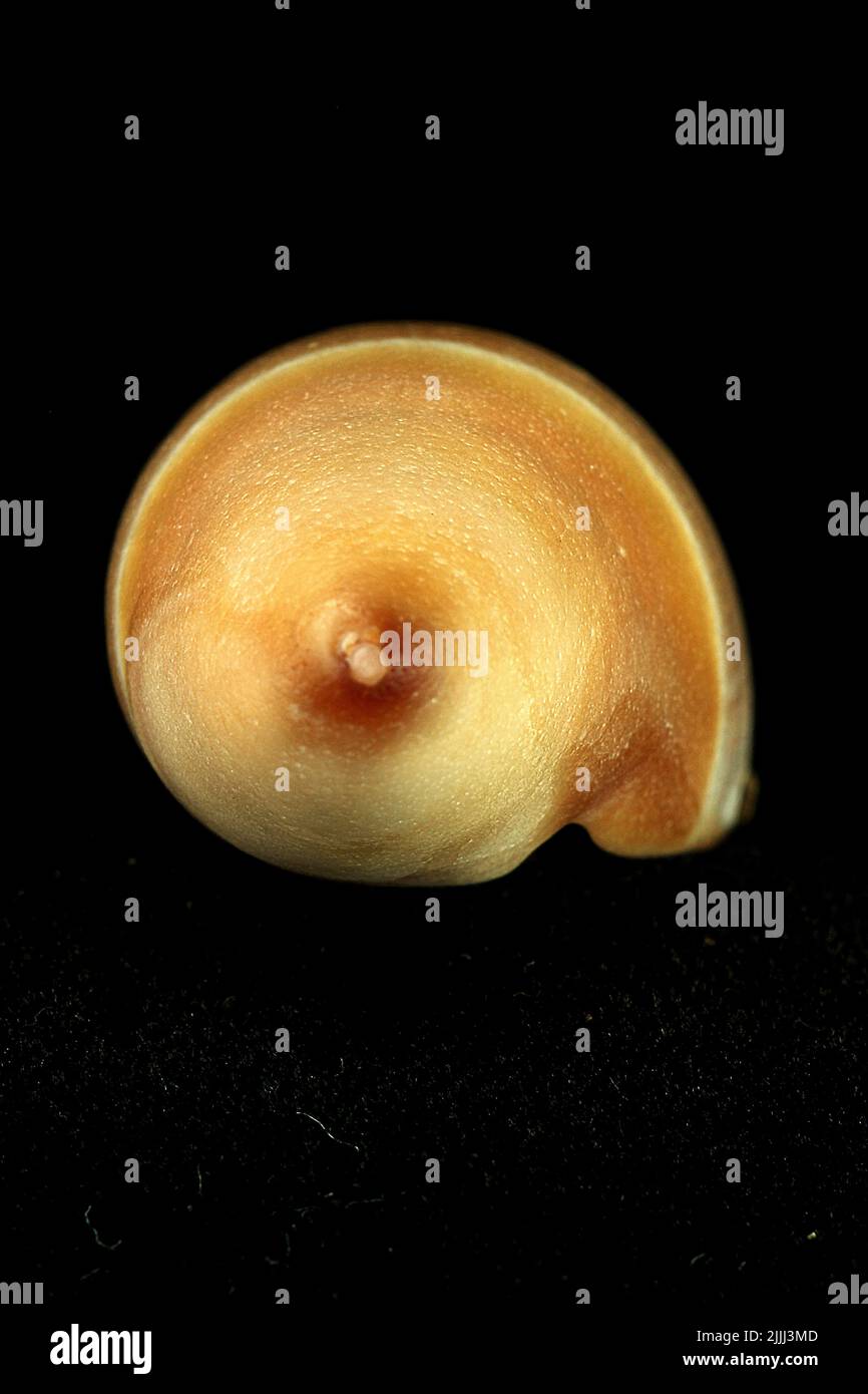 Amalda australis hi-res stock photography and images - Alamy