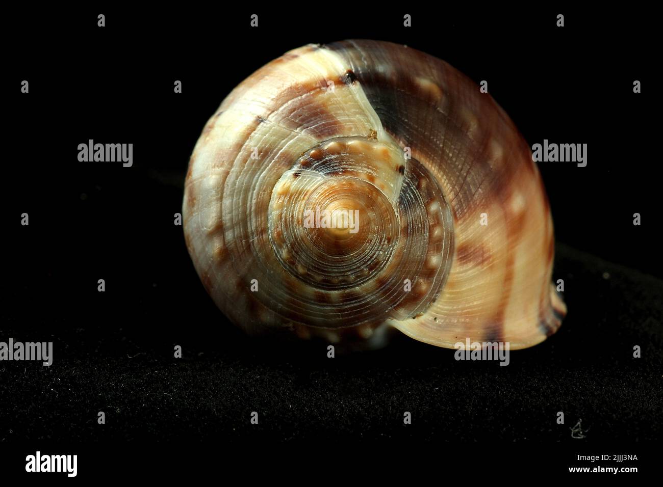 Pear bonnet shell (Semicassis pyrum Stock Photo - Alamy