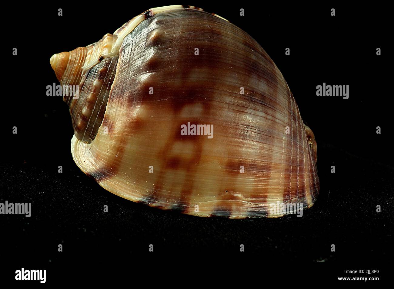 Pear bonnet shell (Semicassis pyrum Stock Photo - Alamy