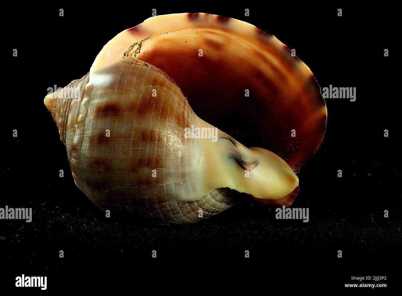 Pear whelk shell hi-res stock photography and images - Alamy