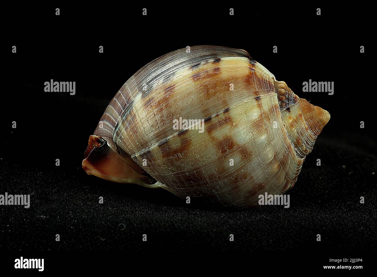 Semicassis pyrum hi-res stock photography and images - Alamy