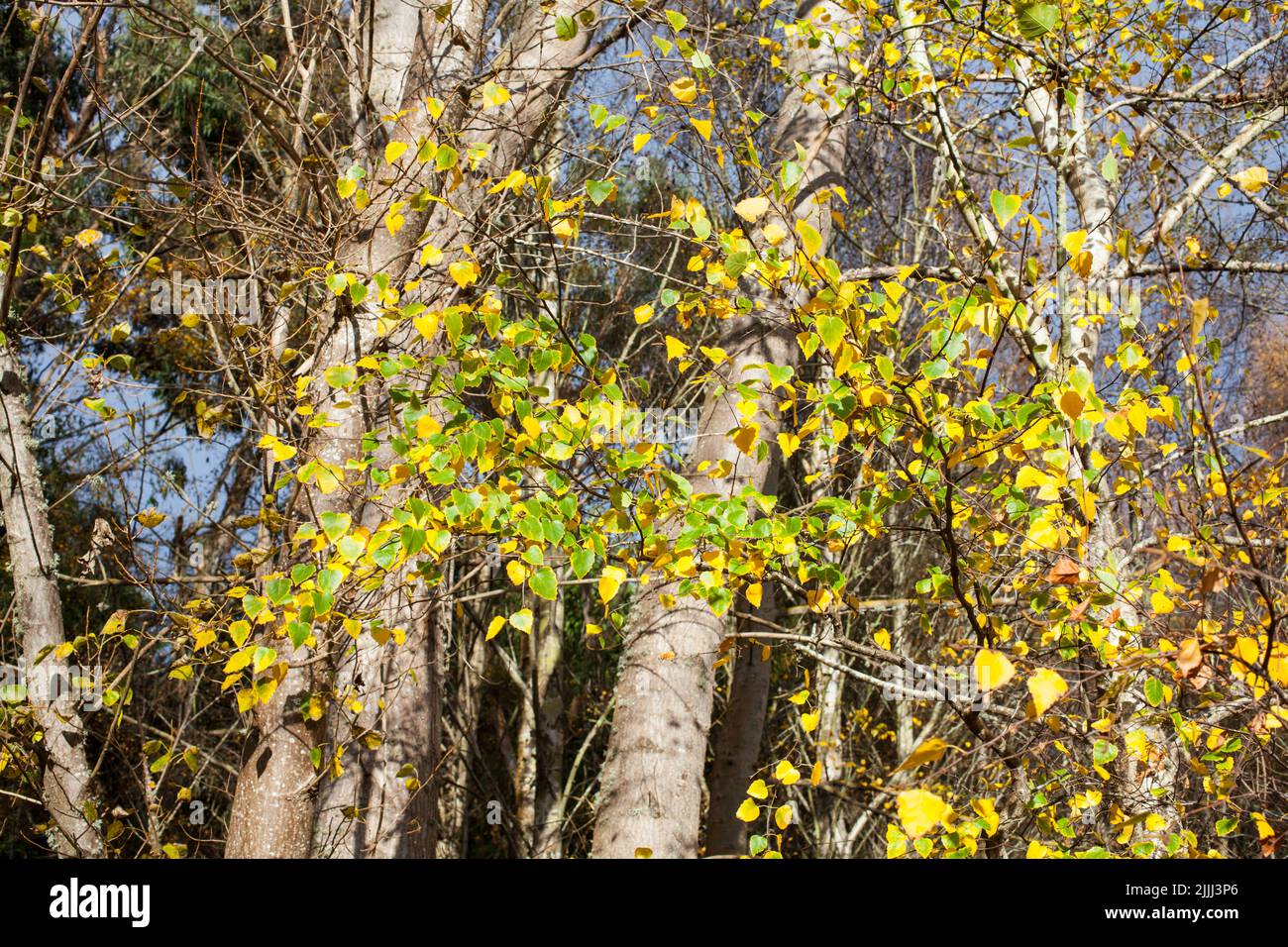 A Look at Life in New Zealand: A walk in the woods in Autumn. Wonderful colours Stock Photo - Alamy