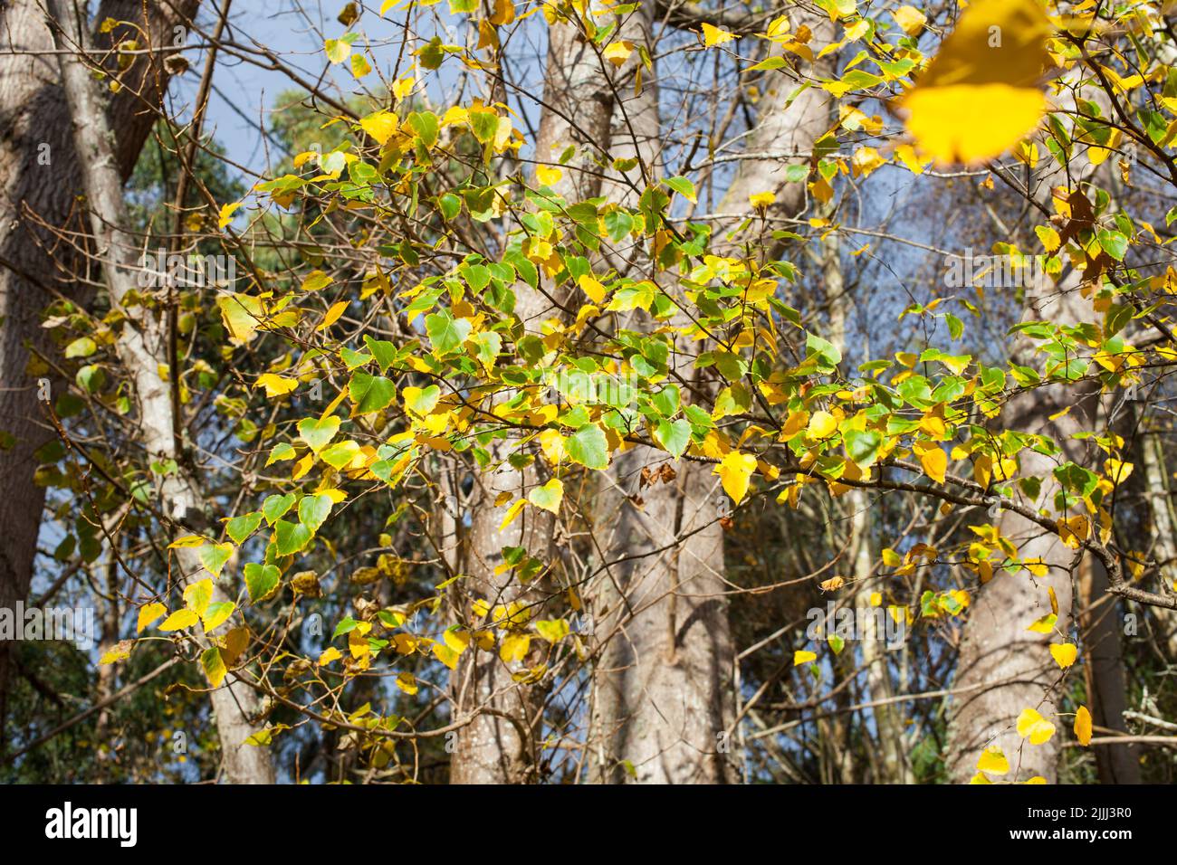 A Look at Life in New Zealand: A walk in the woods in Autumn. Wonderful ...