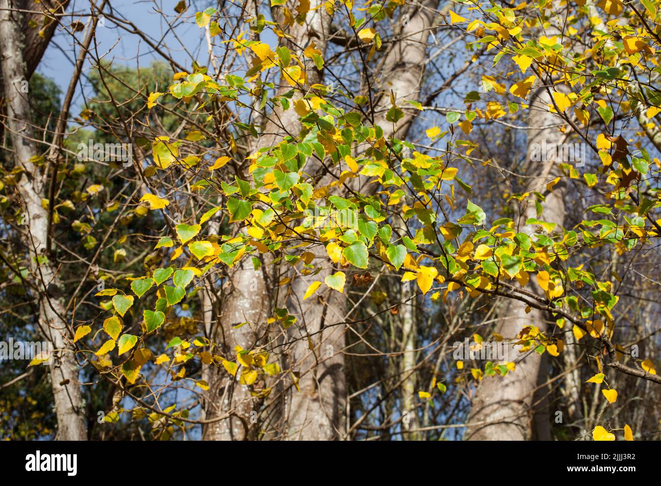 A Look at Life in New Zealand: A walk in the woods in Autumn. Wonderful ...