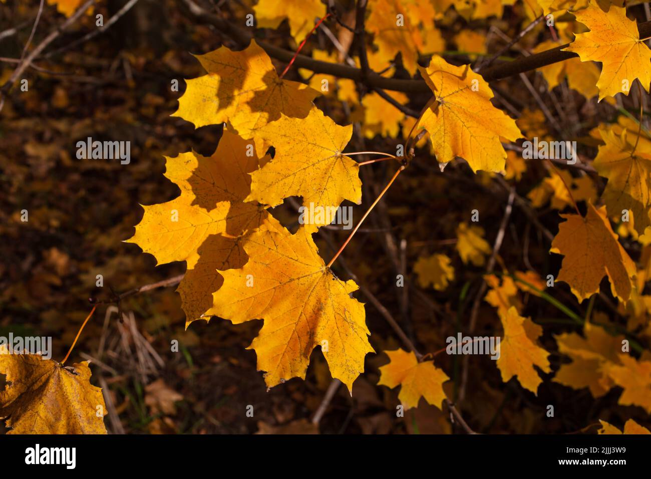 A Look at Life in New Zealand: A walk in the woods in Autumn. Wonderful ...