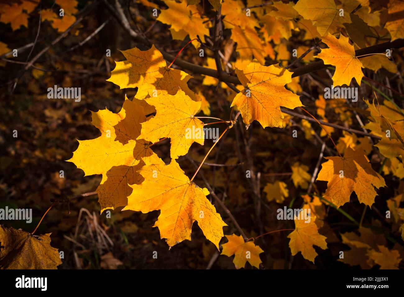 A Look at Life in New Zealand: A walk in the woods in Autumn. Wonderful ...