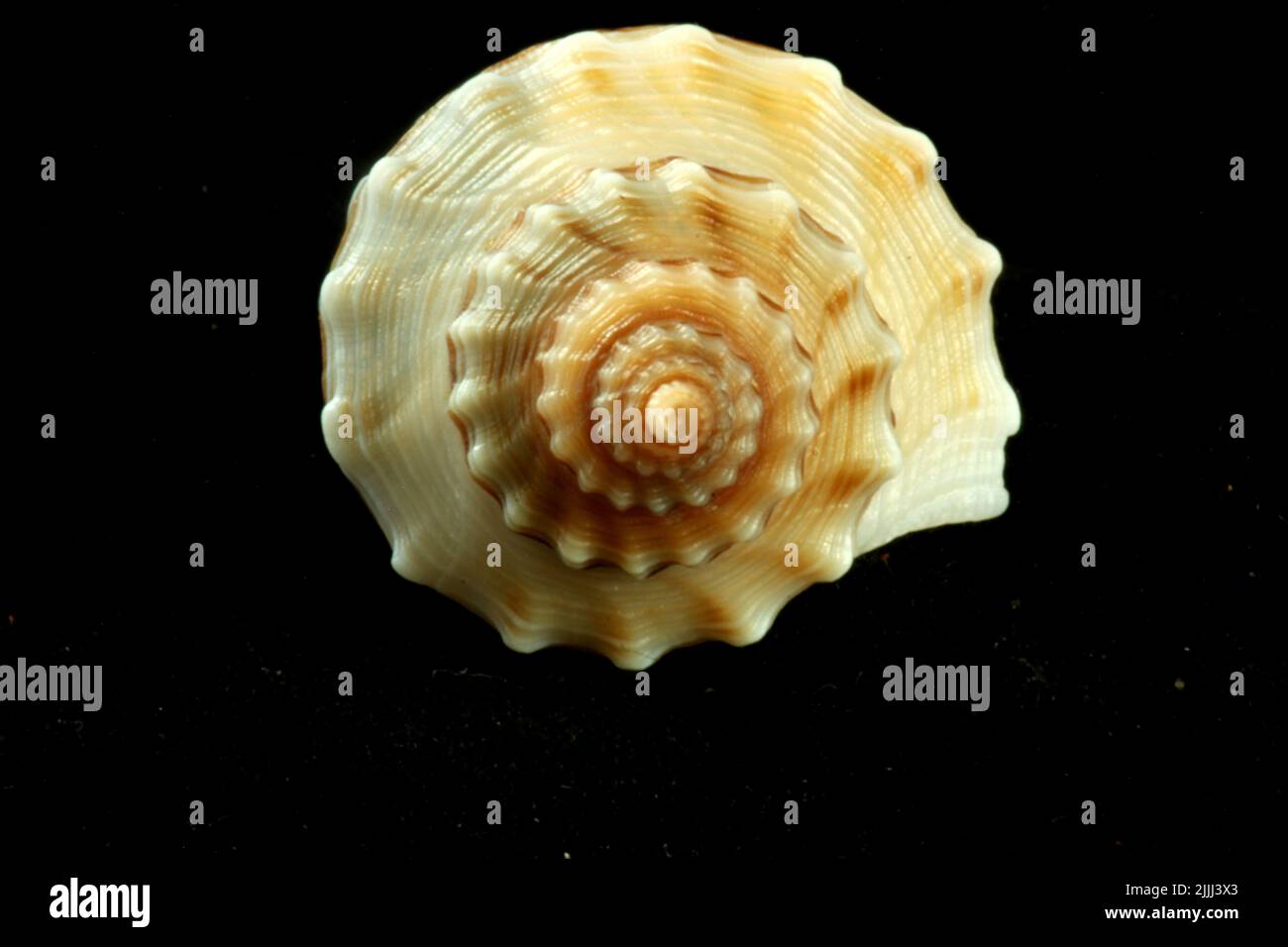 Glans hi-res stock photography and images - Alamy
