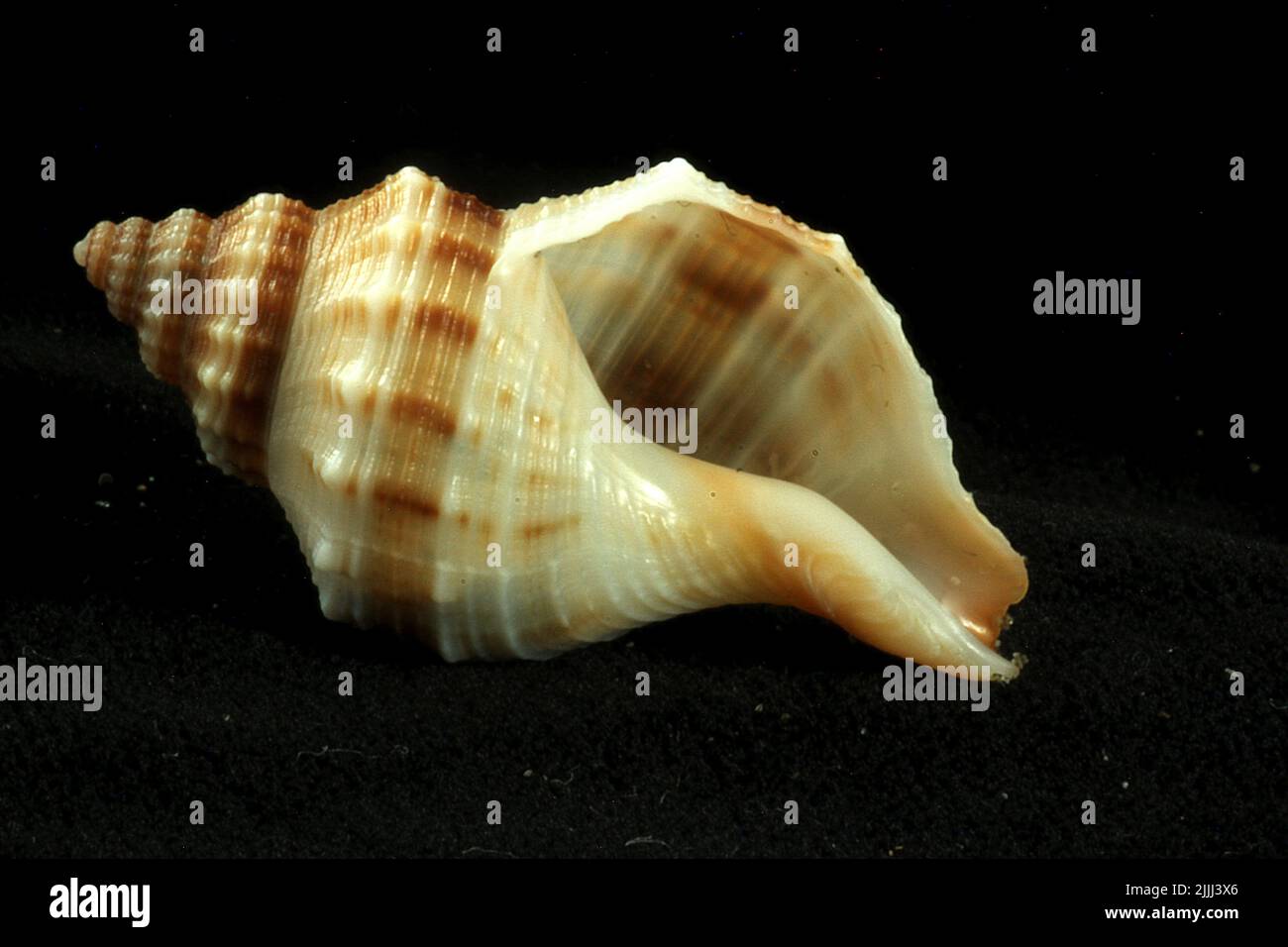 New Zealand knobbed whelk (Austrofucus glans Stock Photo - Alamy