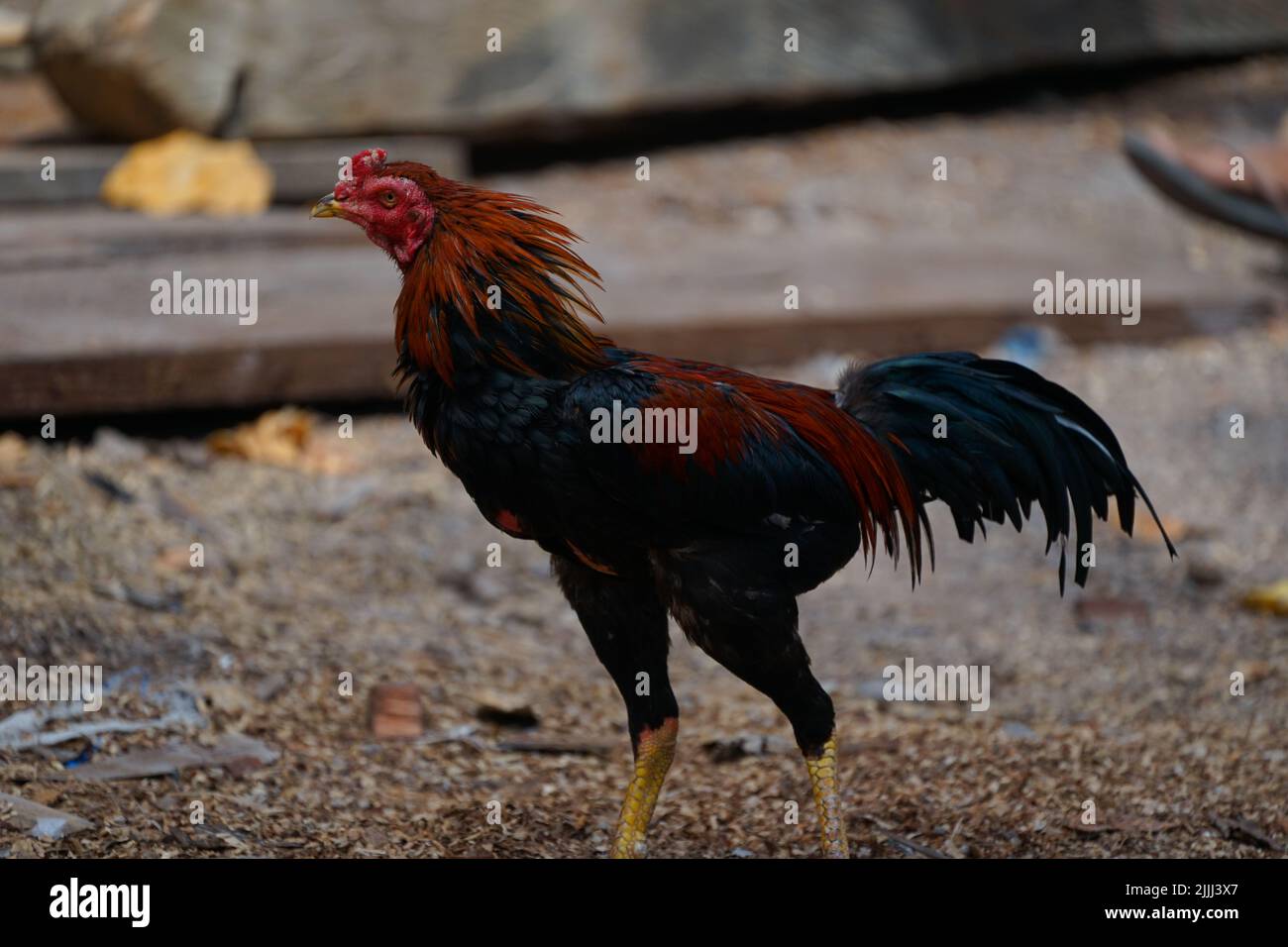 Chicken fighters hi-res stock photography and images - Alamy