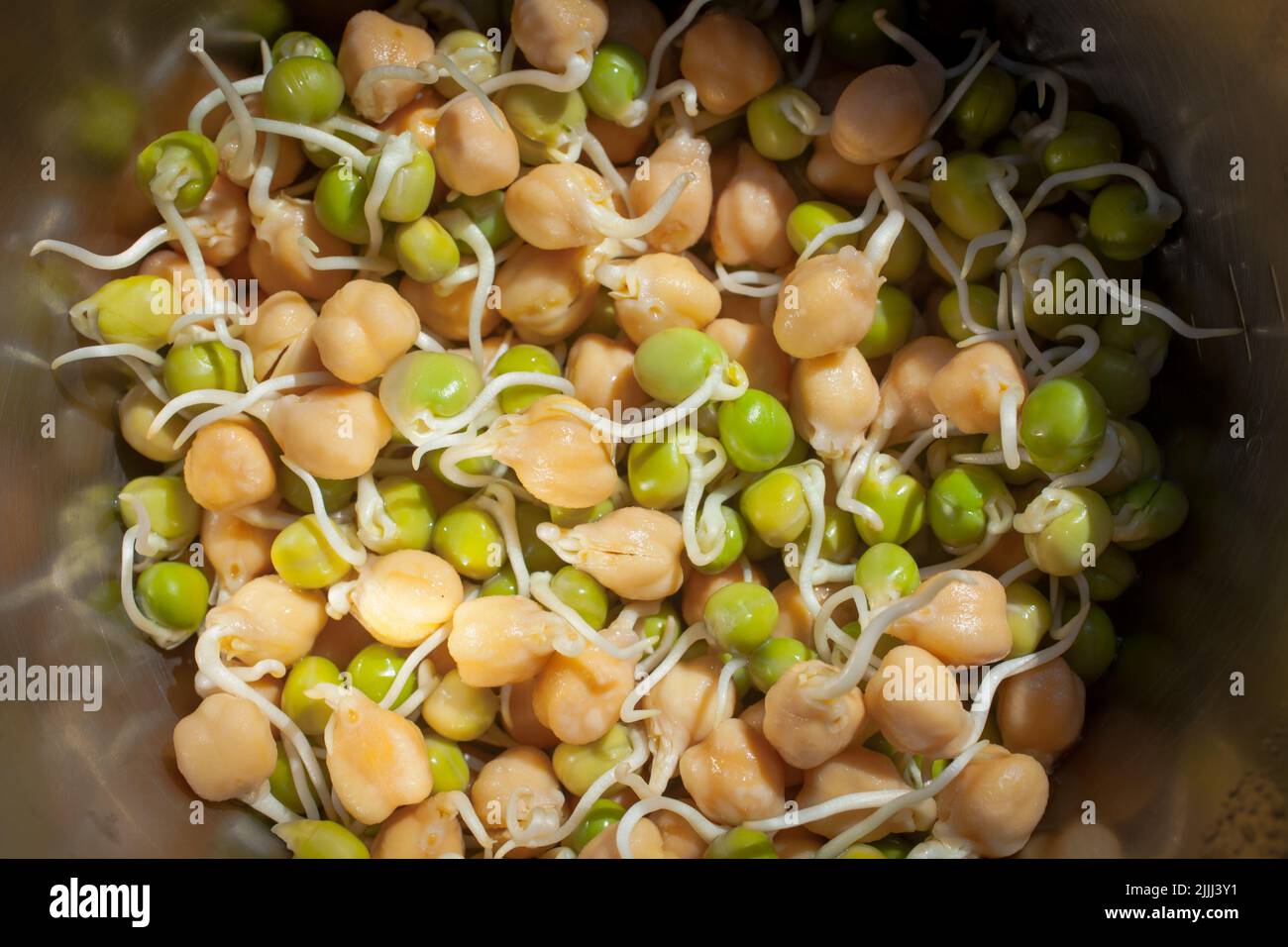 A Look at Life in New Zealand: growing sprouts of Chick Peas (Cicer arietinum) and Blue Peas ...