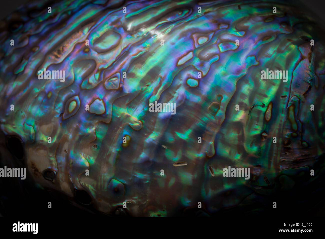 A Look at Life in New Zealand: Polished shells of Abalone (aka Paua ...