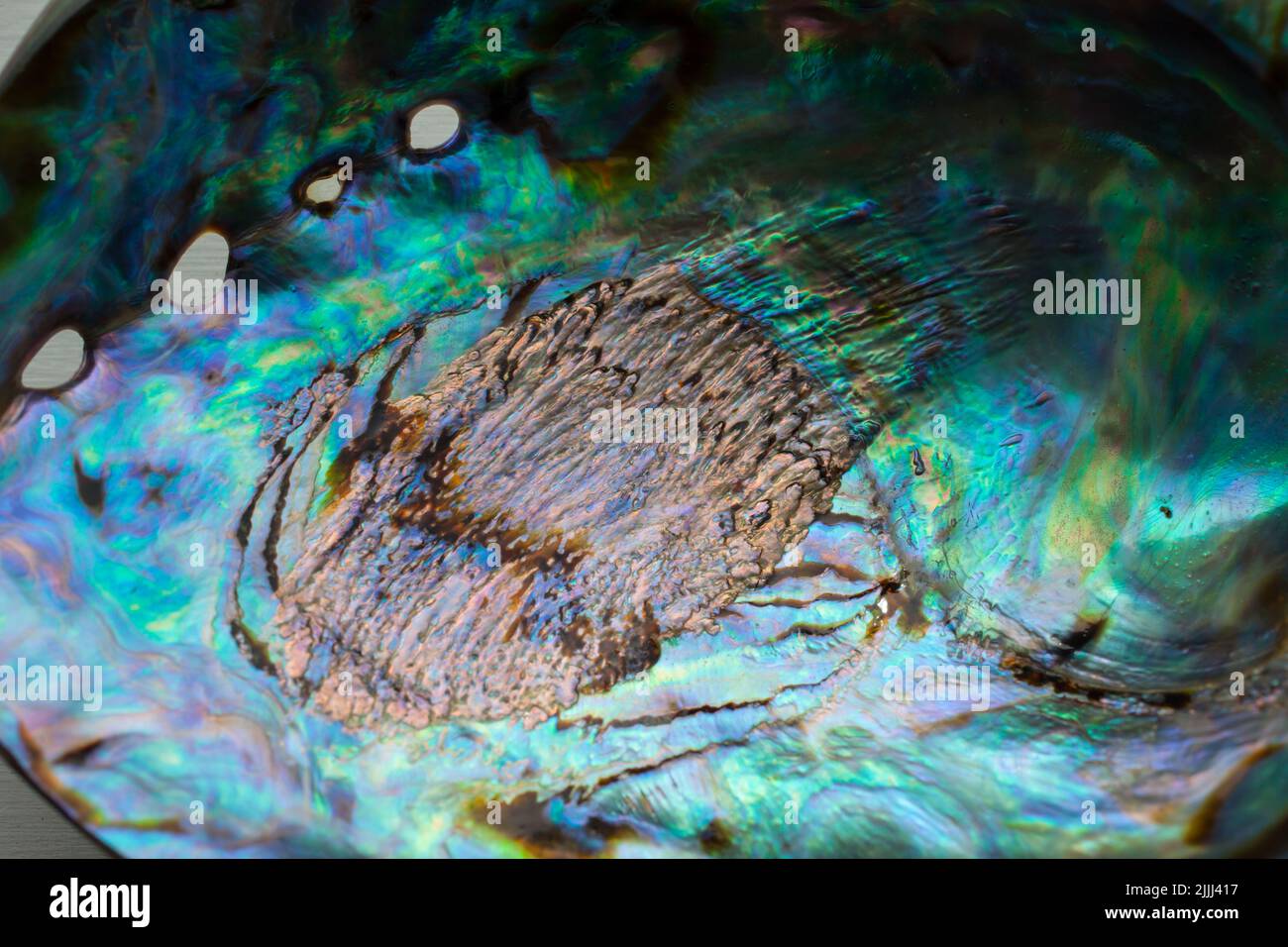 A Look at Life in New Zealand: Polished shells of Abalone (aka Paua ...