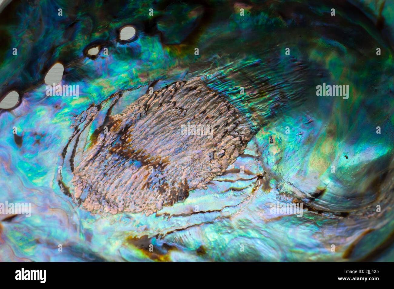 A Look at Life in New Zealand: Polished shells of Abalone (aka Paua ...