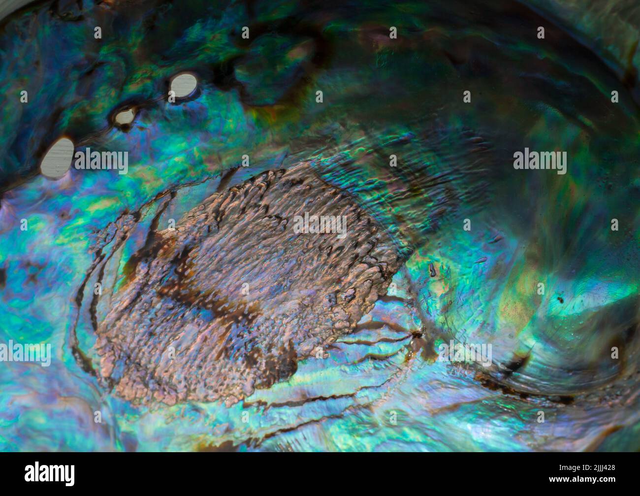 A Look at Life in New Zealand: Polished shells of Abalone (aka Paua) : a culinary delight. Black ...