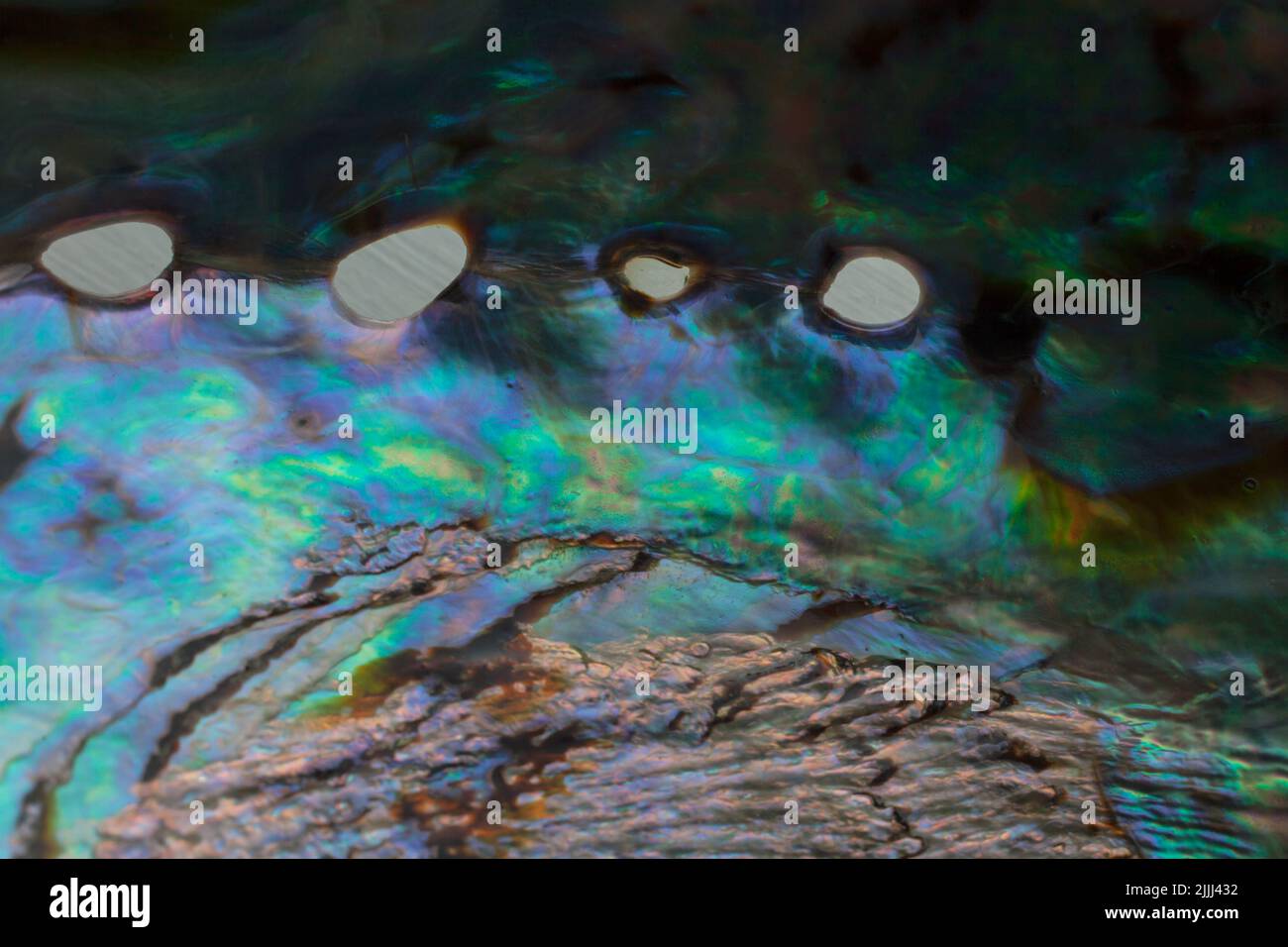 A Look at Life in New Zealand: Polished shells of Abalone (aka Paua ...