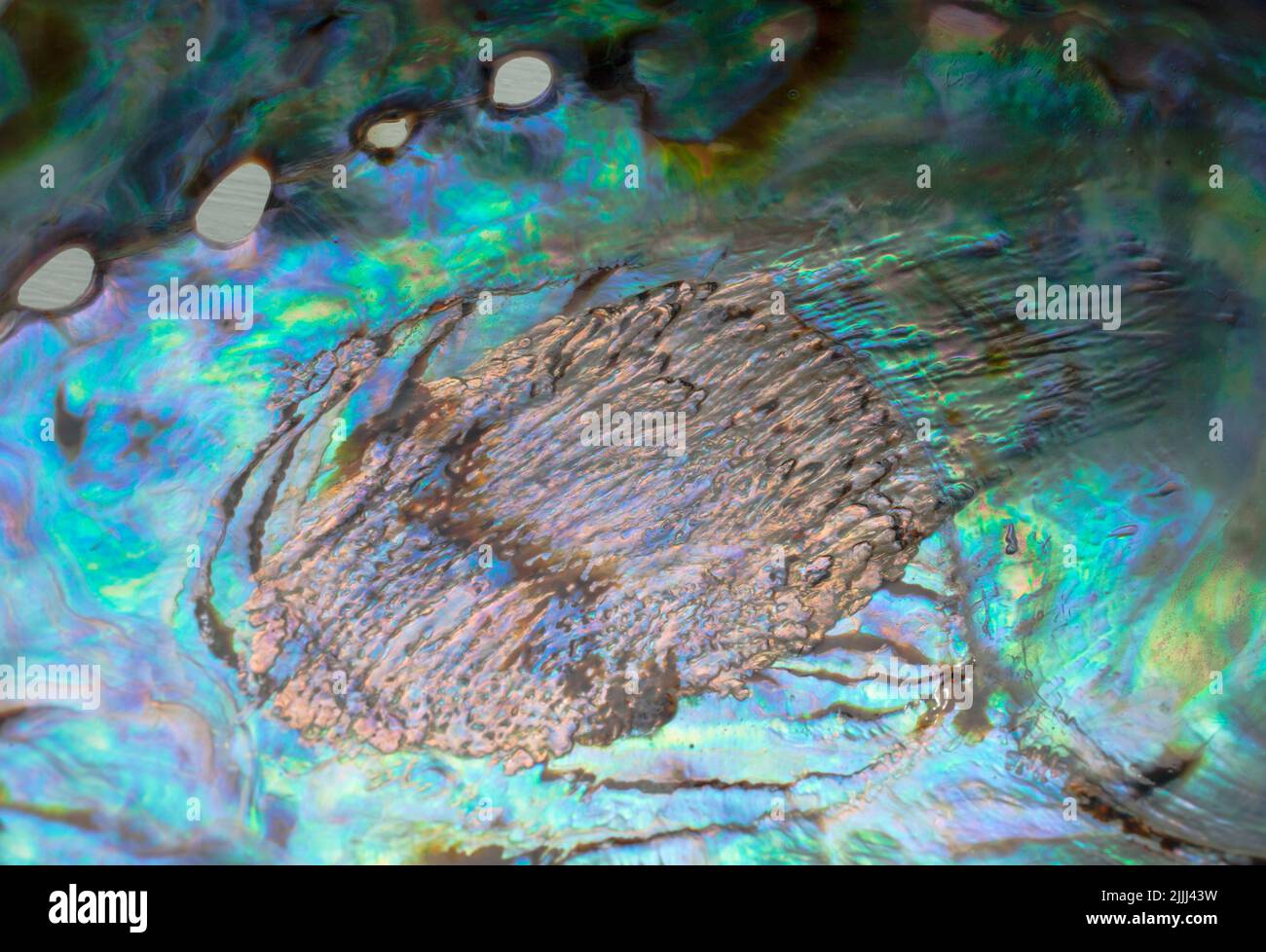 A Look at Life in New Zealand: Polished shells of Abalone (aka Paua ...