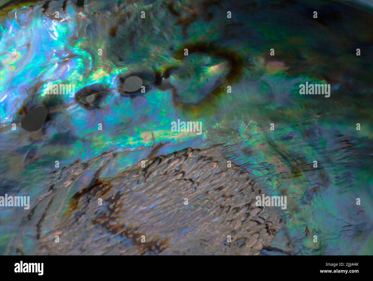 Paua pattie hi-res stock photography and images - Alamy