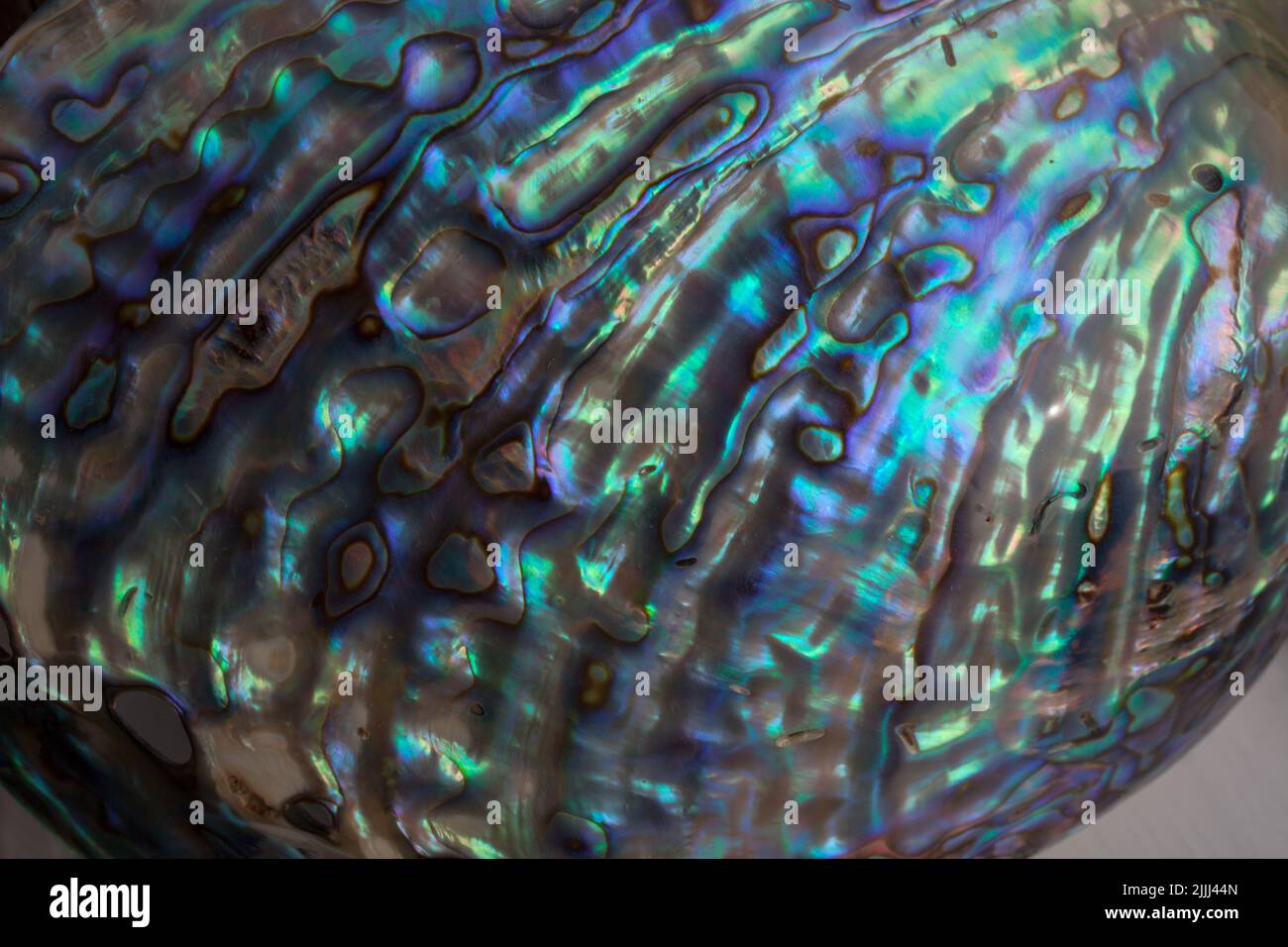 A Look at Life in New Zealand: Polished shells of Abalone (aka Paua ...