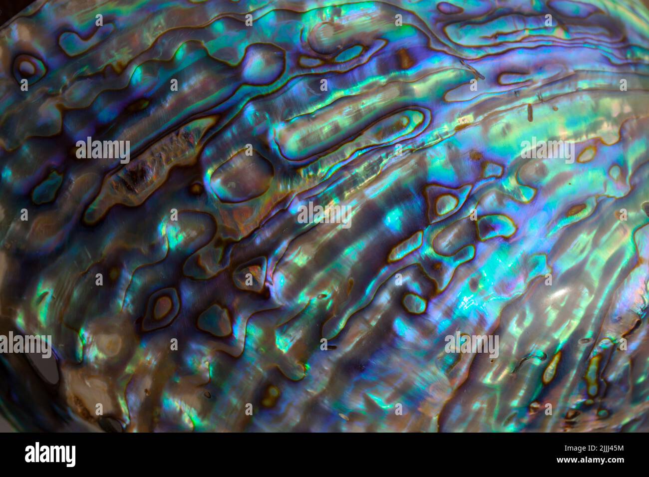 A Look at Life in New Zealand: Polished shells of Abalone (aka Paua ...