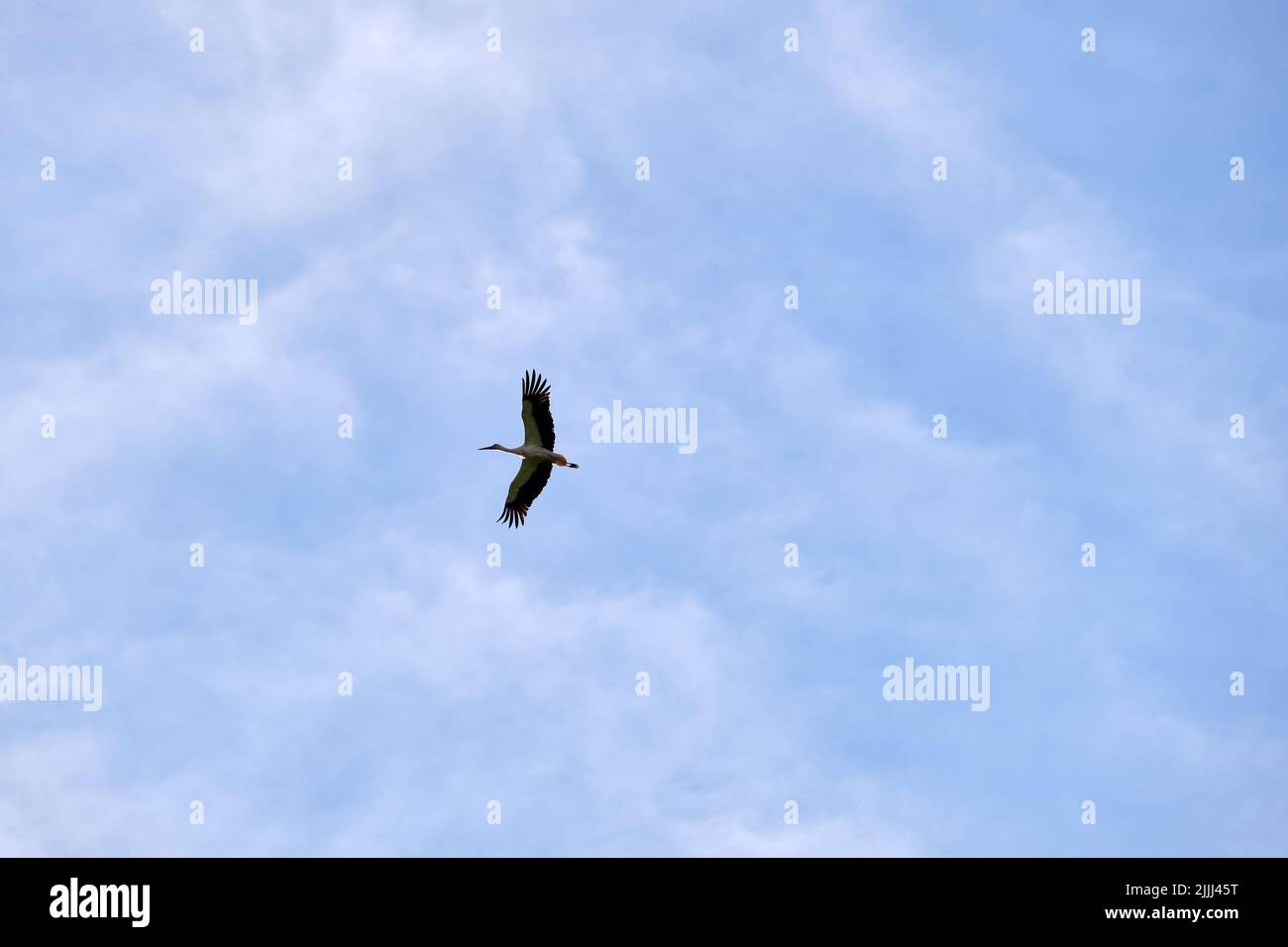 Stork bird with spread wings flying, soaring high in blue sky Stock ...