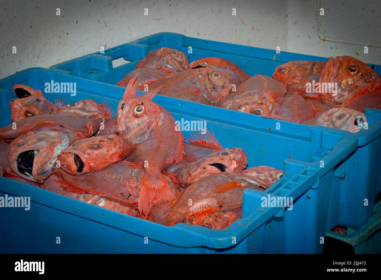 A Look at life in New Zealand: Freshly landed catch (Orange Roughy ...
