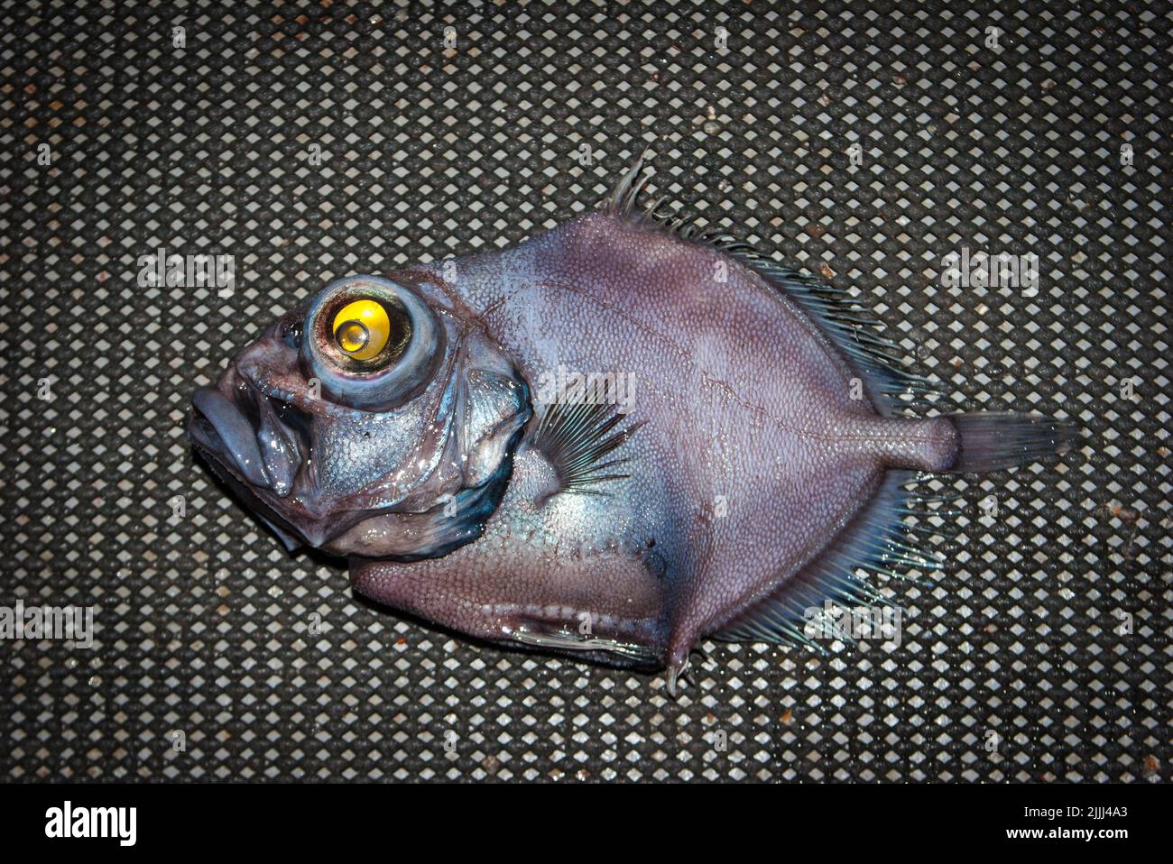 Deep Sea Dory