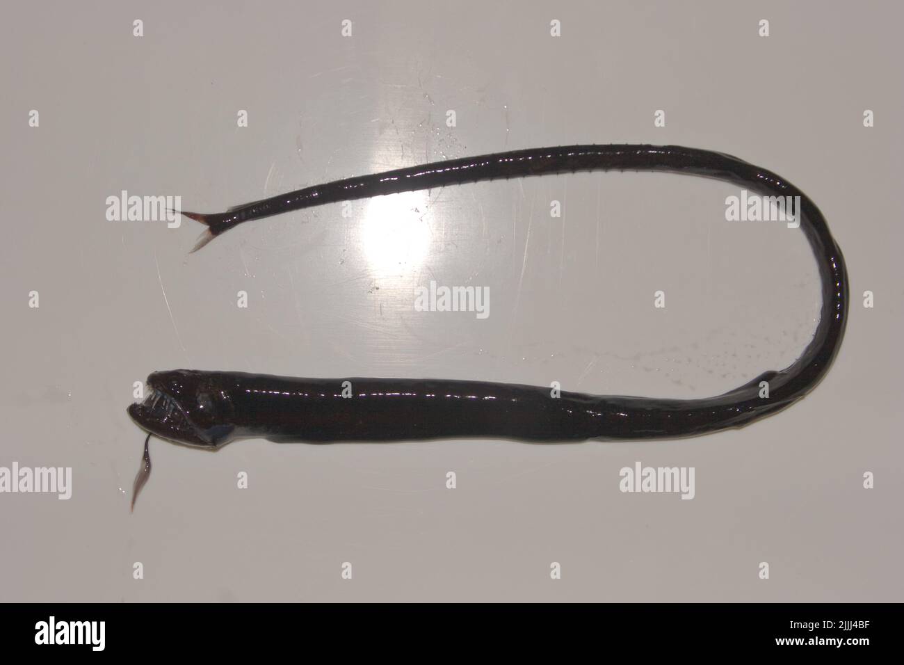 A Look at life in New Zealand: Freshly landed catch, from a deep-sea ...