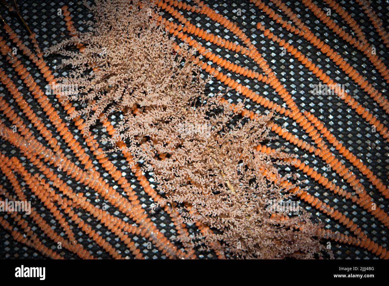 A Look at life in New Zealand: Deep-sea Corals: Golden Coral. (Possibly ...