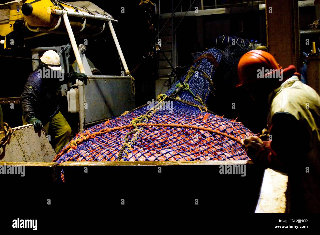 A Look at life in New Zealand: Freshly landed catch (Orange Roughy ...