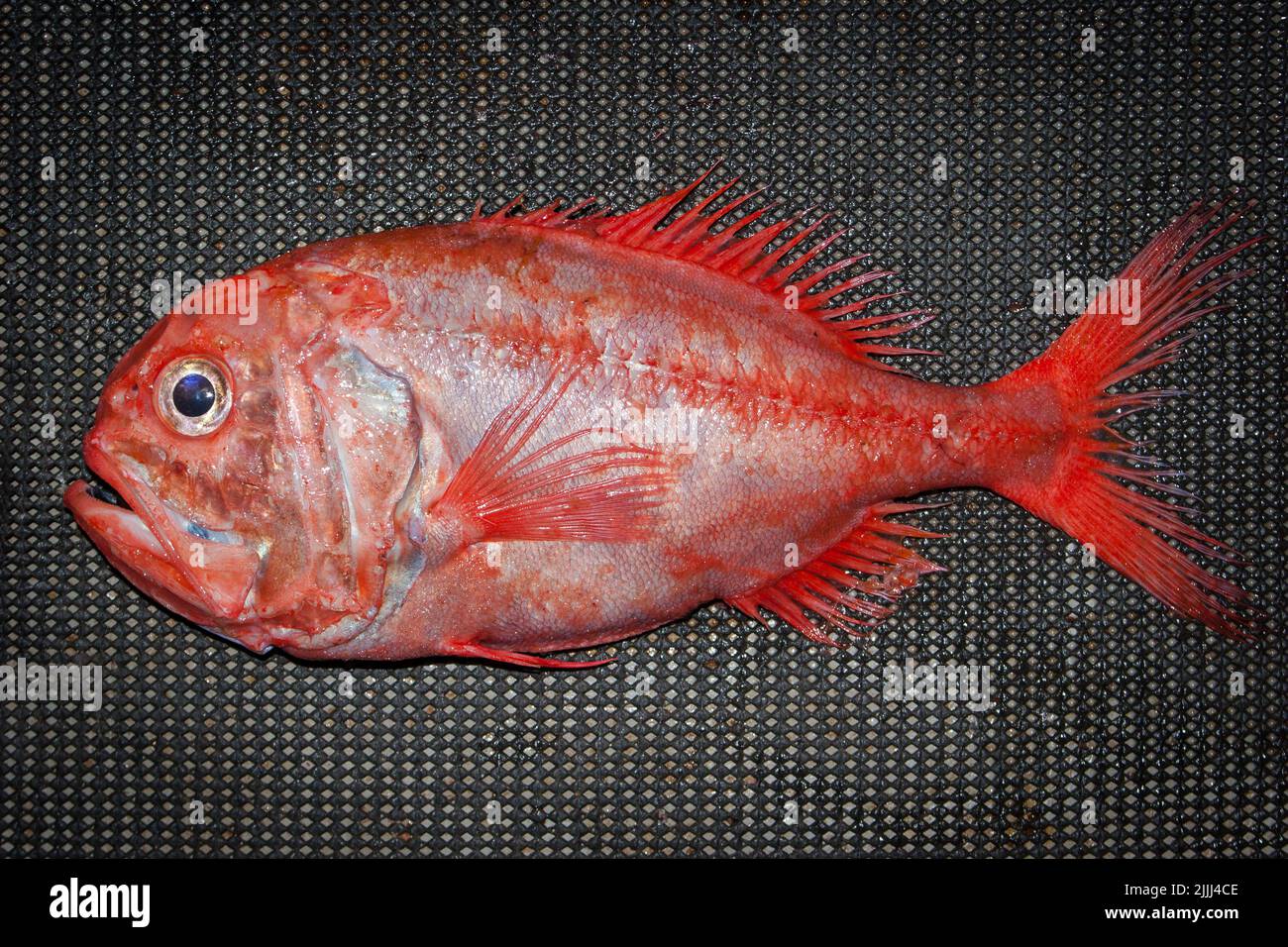 A Look at life in New Zealand: Freshly landed catch (Orange Roughy ...