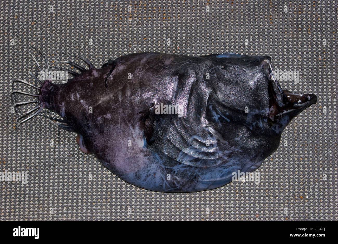 A Look at life in New Zealand: Freshly landed catch, from a deep-sea ...