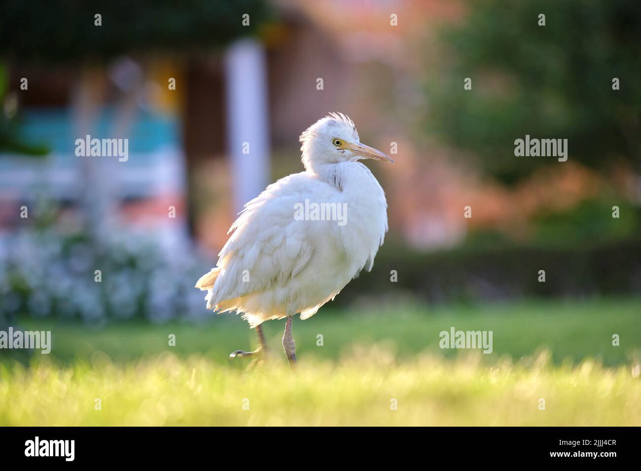 White cattle egret wild bird, also known as Bubulcus ibis walking on ...