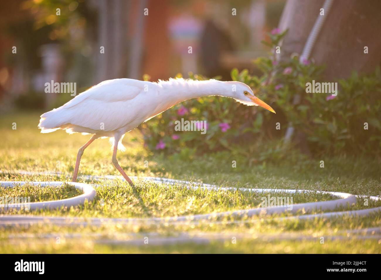 White cattle egret wild bird, also known as Bubulcus ibis walking on ...