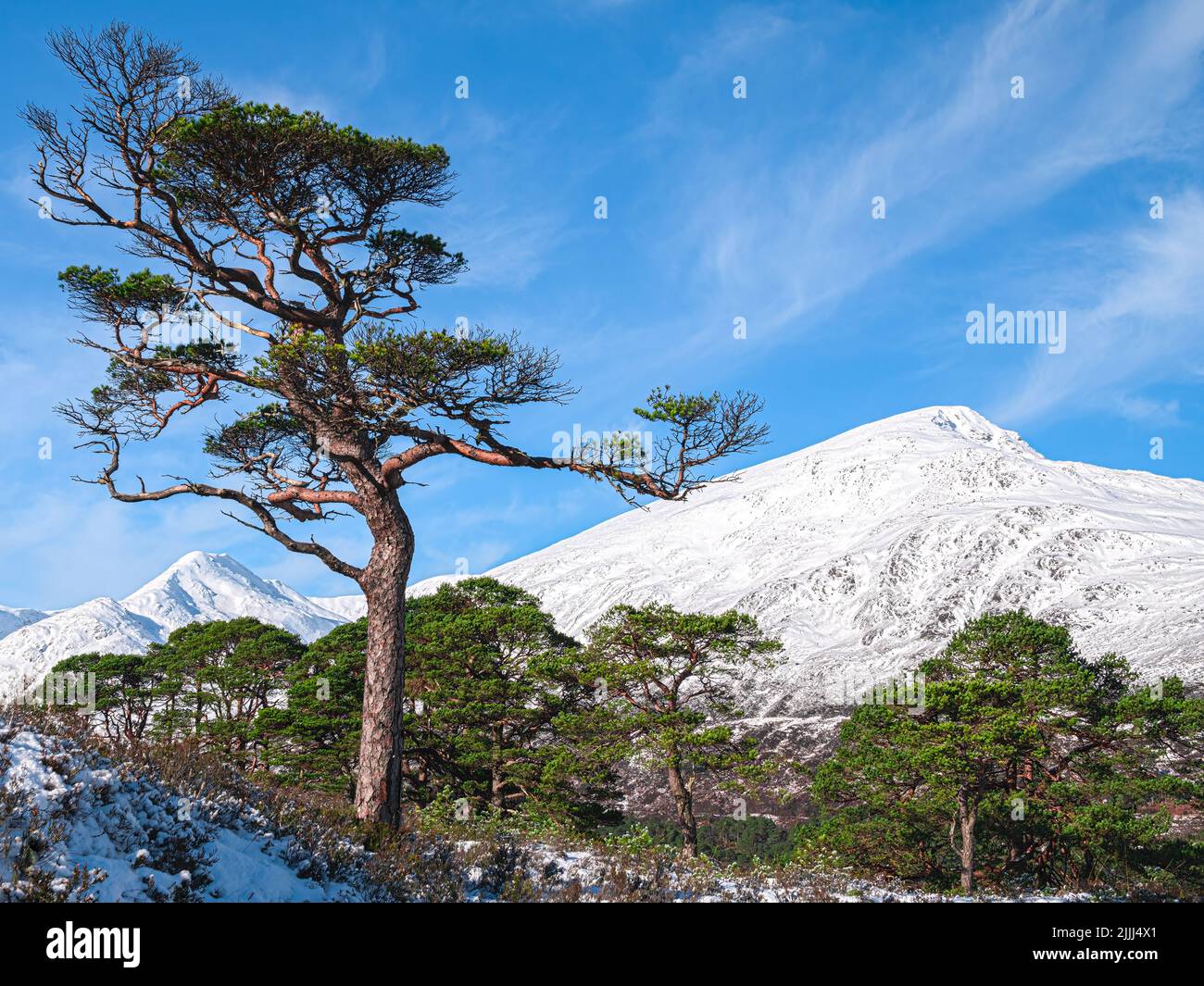 Tree touching sky hi-res stock photography and images - Alamy