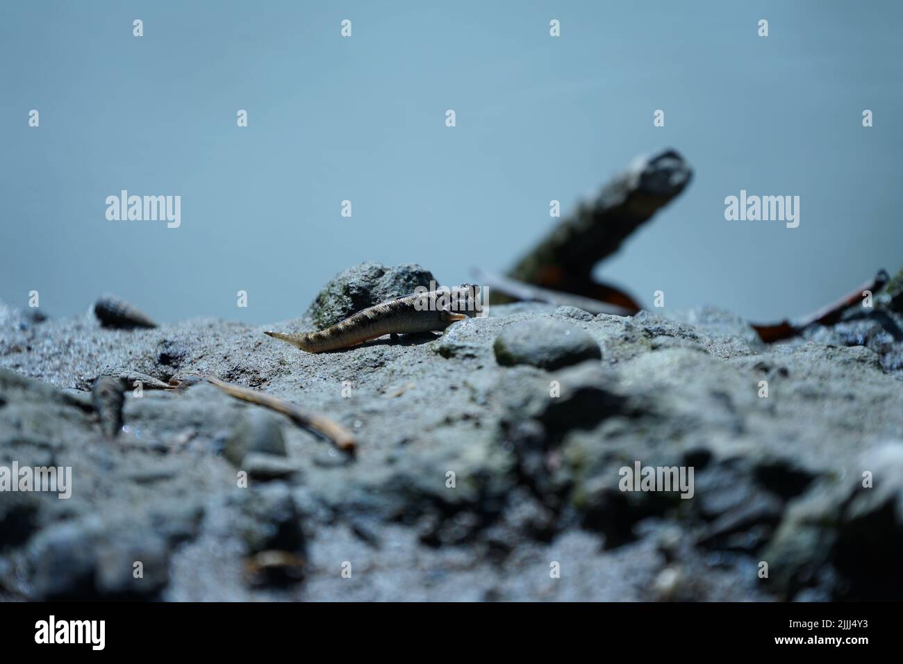 Mudskipper fish. Species fish with leg and usually find in tropical ...