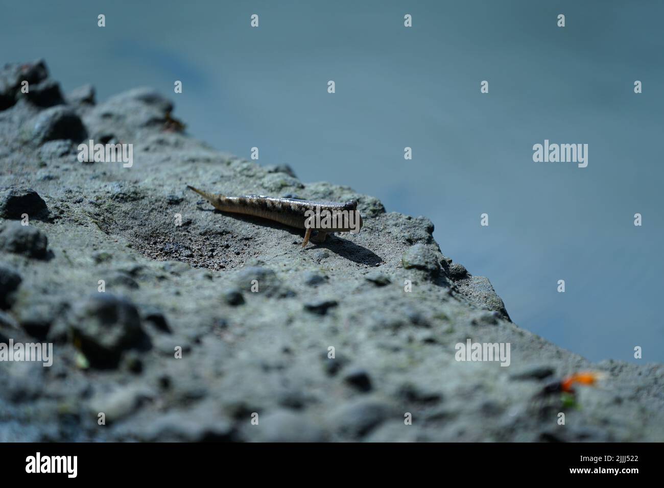 Mudskipper fish. Species fish with leg and usually find in tropical ...