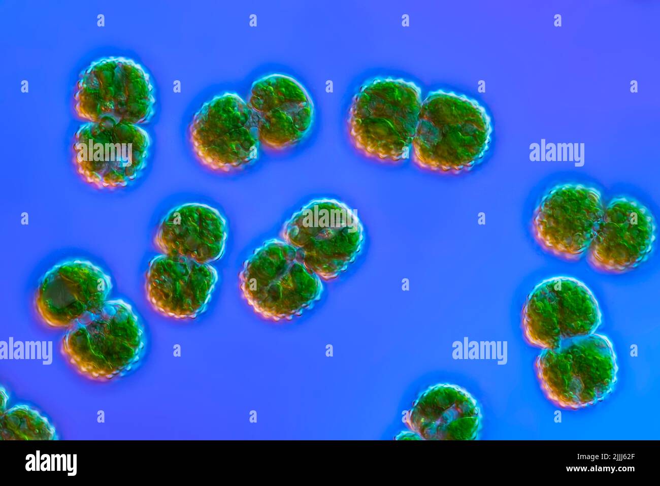 Cosmarium amoenum algae, light micrograph Stock Photo - Alamy