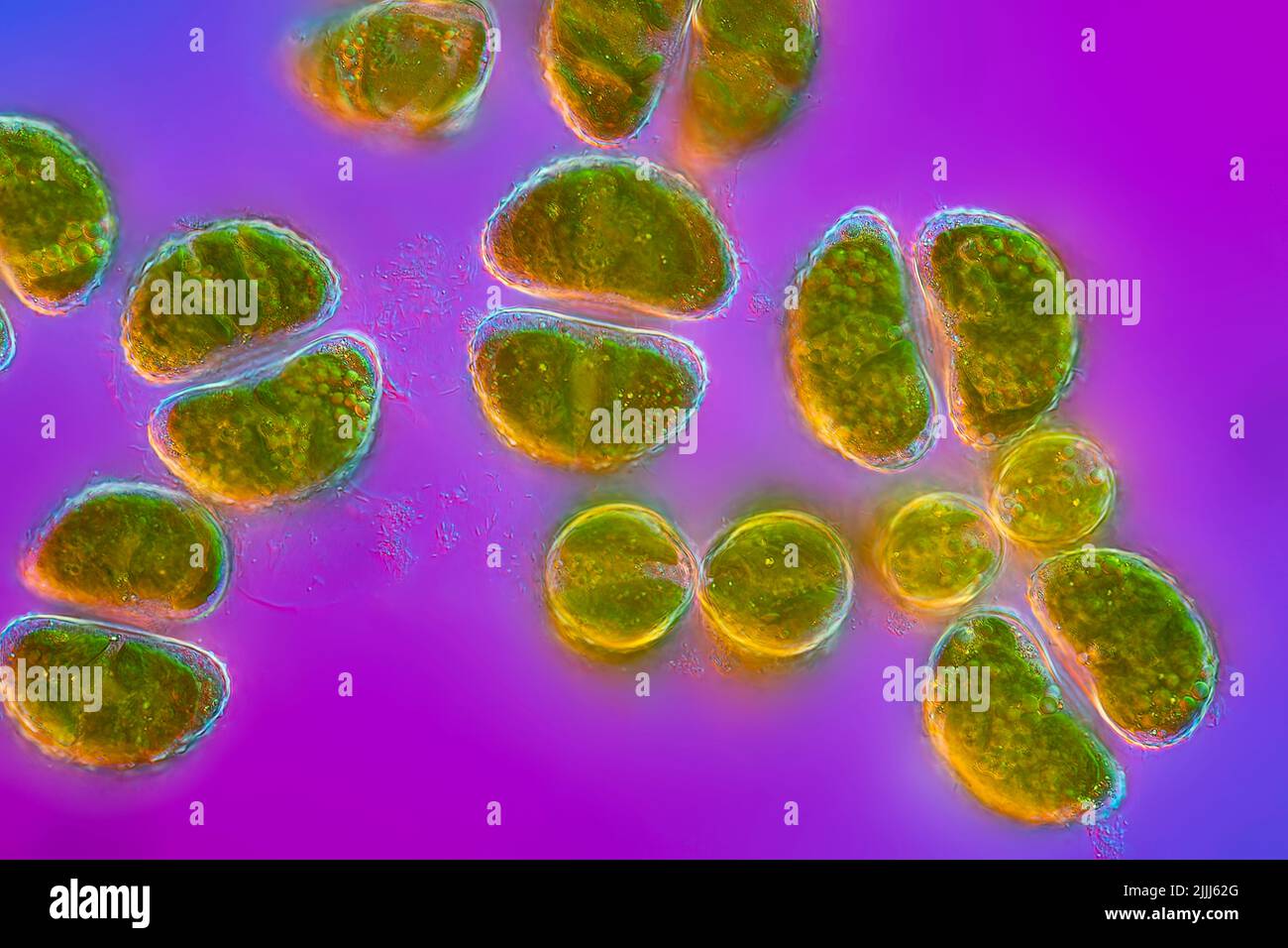 Staurastrum muricatum algae, light micrograph Stock Photo - Alamy
