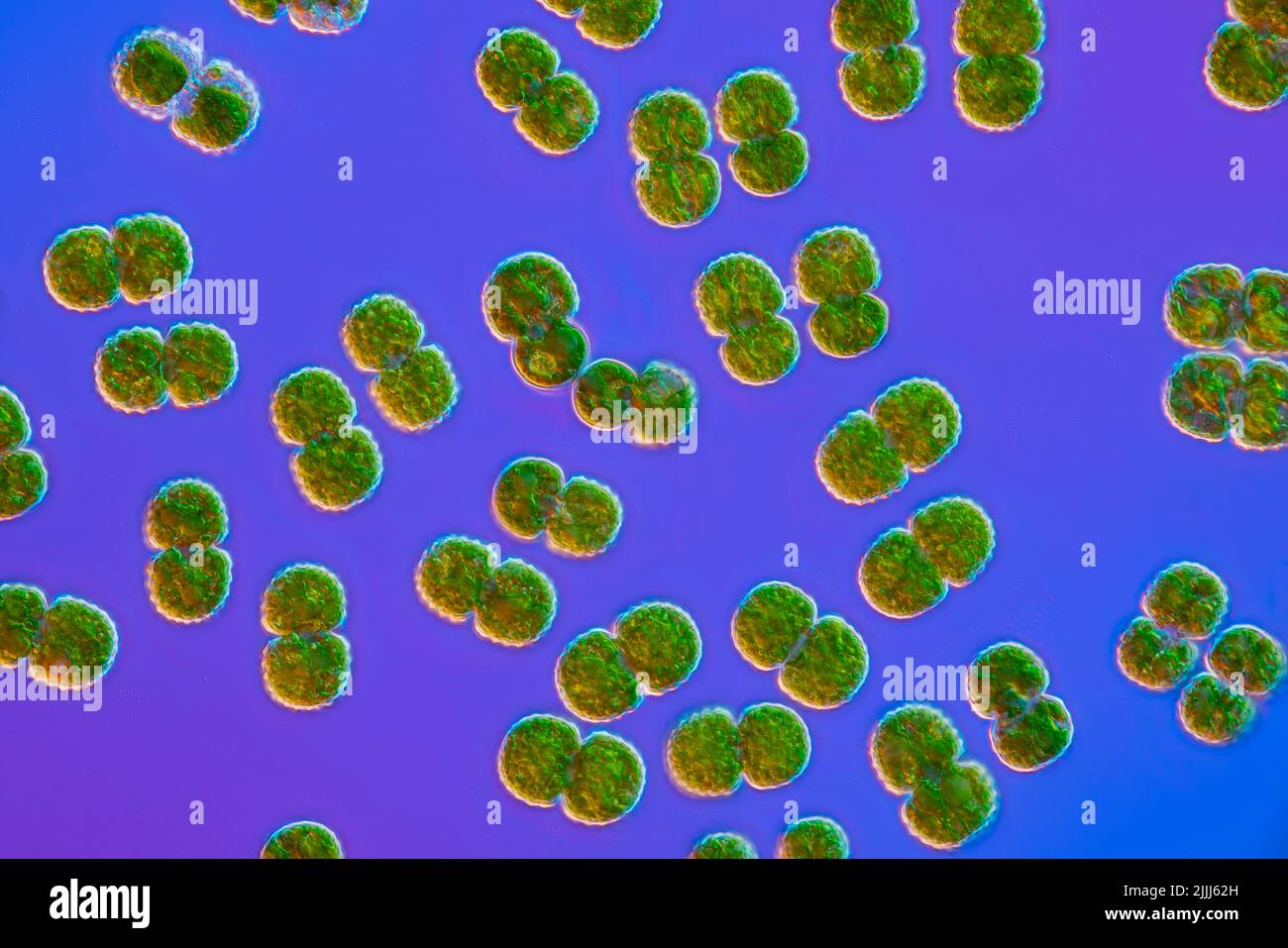 Cosmarium amoenum algae, light micrograph Stock Photo - Alamy