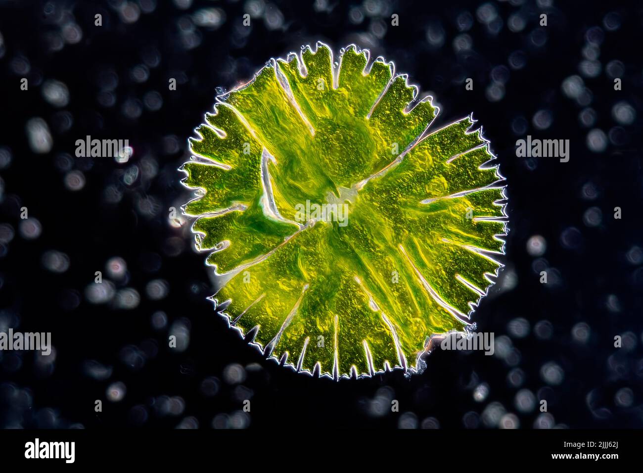 Micrasterias rotata desmid, light micrograph Stock Photo - Alamy
